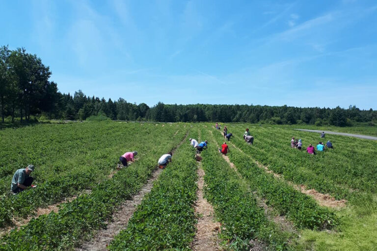 Ferme maraîchère Roy – La route des sommets